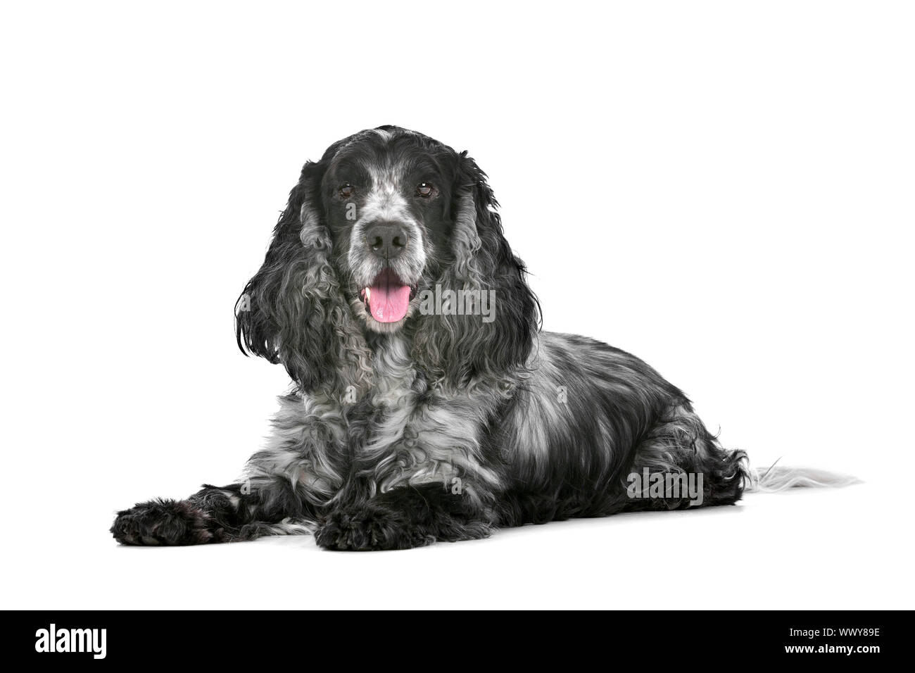 blue roan cocker spaniel in front of a white background Stock Photo - Alamy