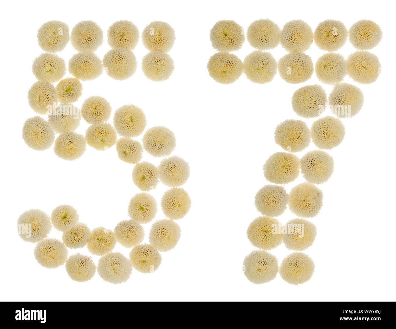 Arabic numeral 57, fifty seven, from cream flowers of chrysanthemum ...