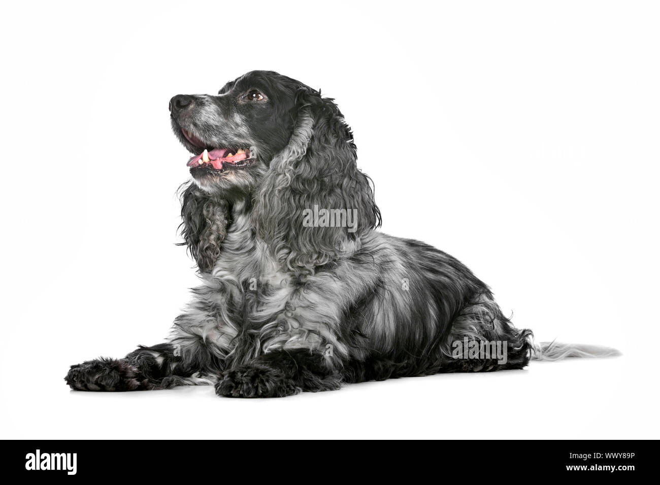 blue roan cocker spaniel in front of a white background Stock Photo - Alamy