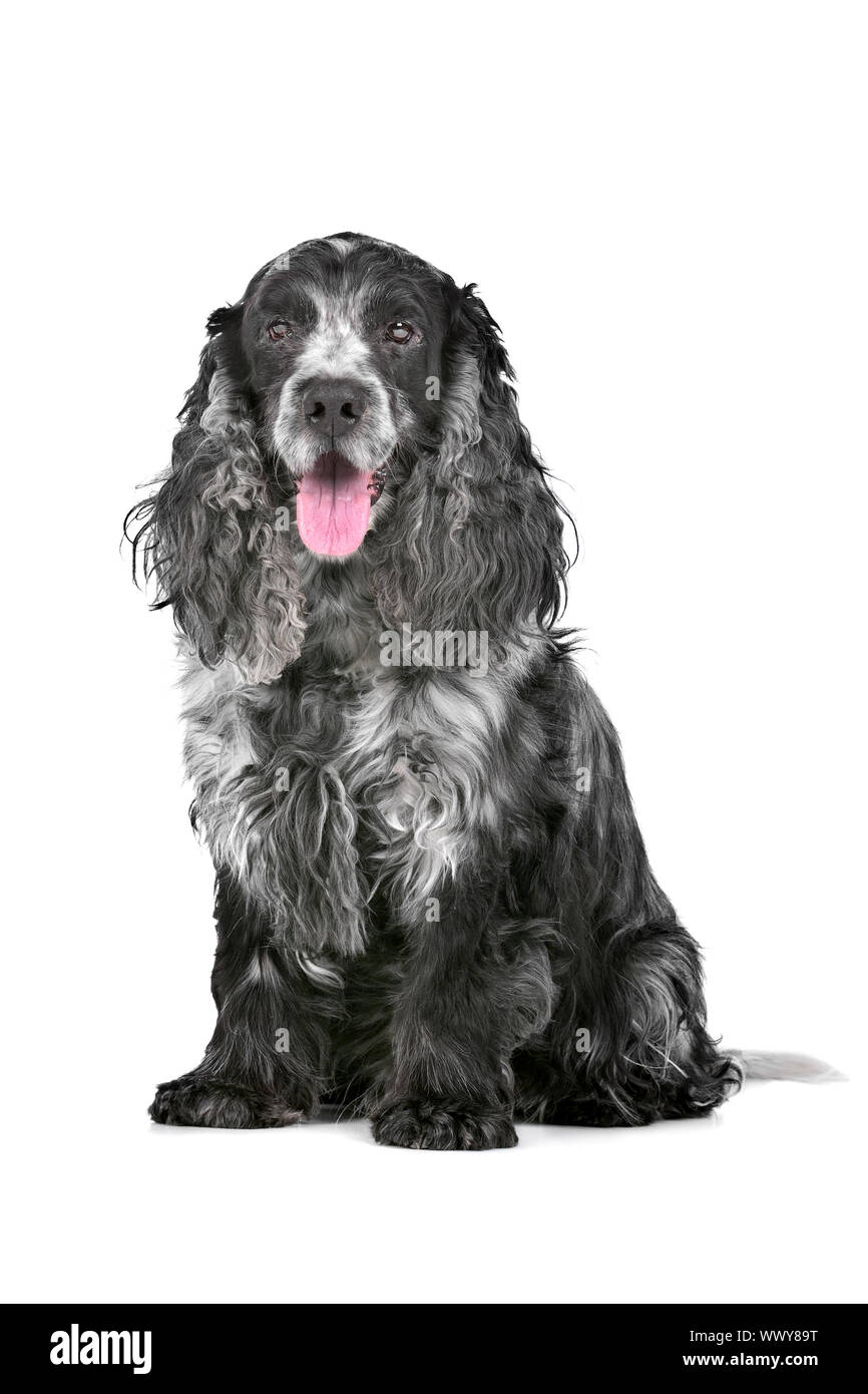 blue roan cocker spaniel in front of a white background Stock Photo - Alamy