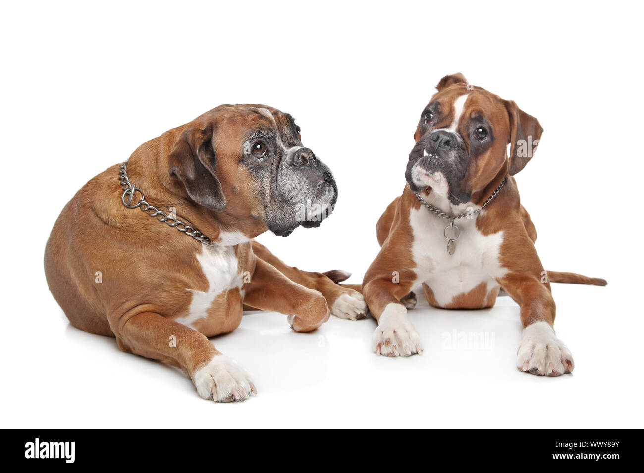 Fawn boxer hi-res stock photography and images - Alamy