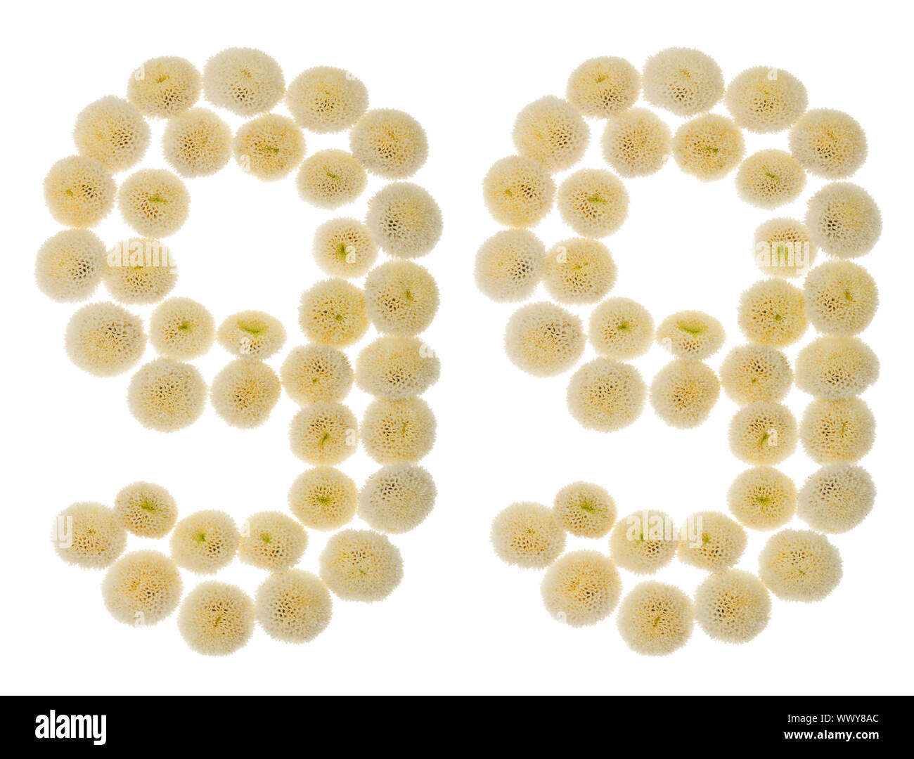 Arabic numeral 99, ninety nine, from cream flowers of chrysanthemum ...