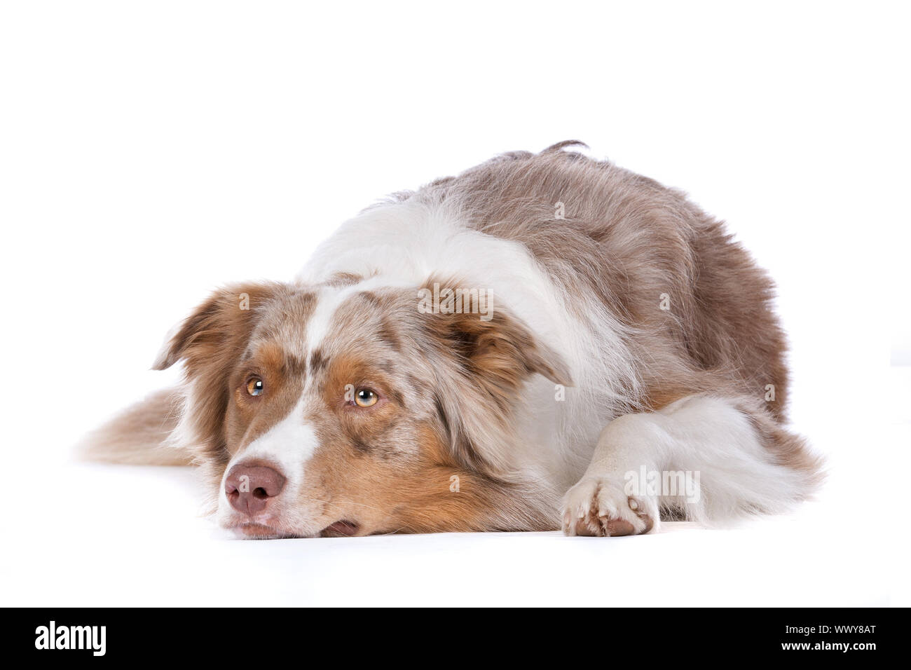Australian shepherd in front of a white background Stock Photo - Alamy