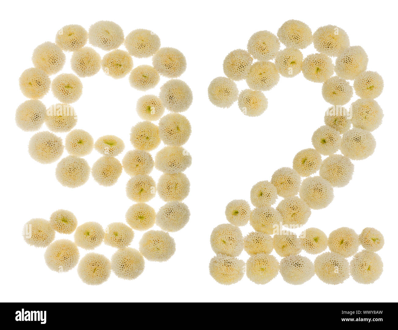 Arabic numeral 92, ninety two, from cream flowers of chrysanthemum ...