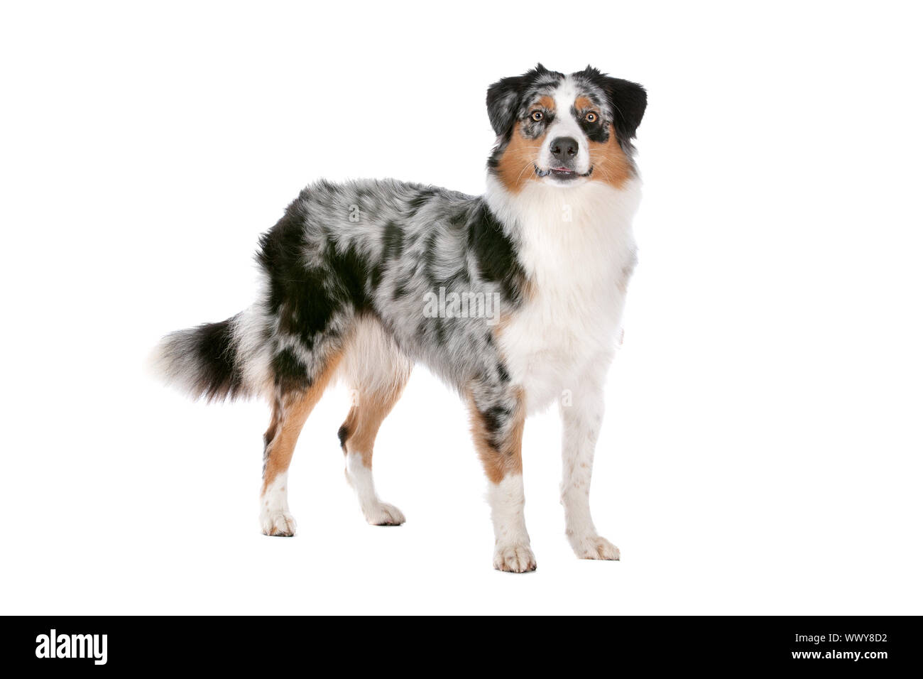 Australian shepherd in front of a white background Stock Photo - Alamy