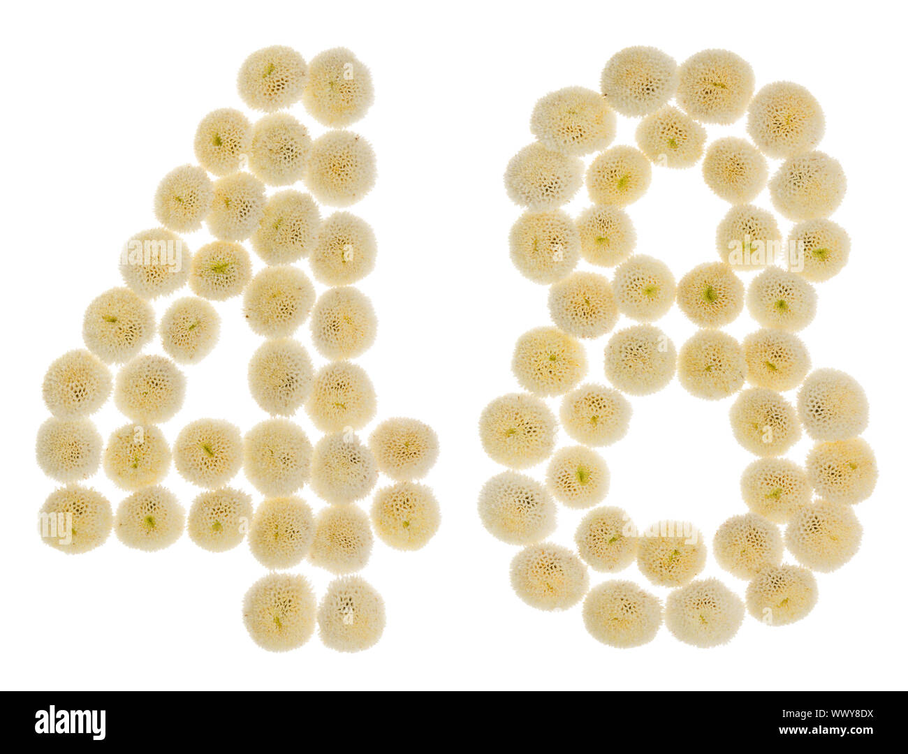 Arabic numeral 48, forty eight, from cream flowers of chrysanthemum ...