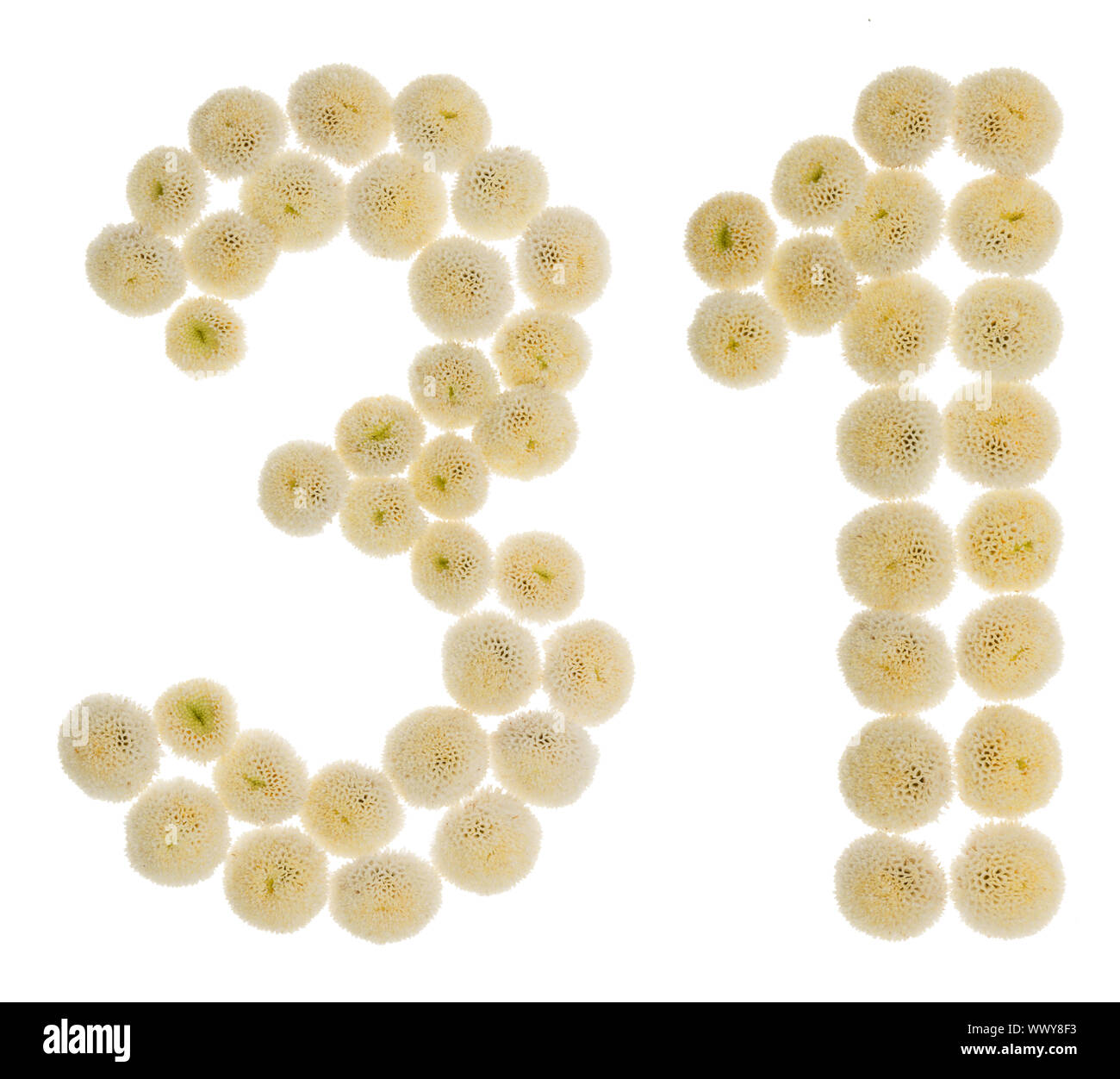 Arabic numeral 31, thirty one, from cream flowers of chrysanthemum ...