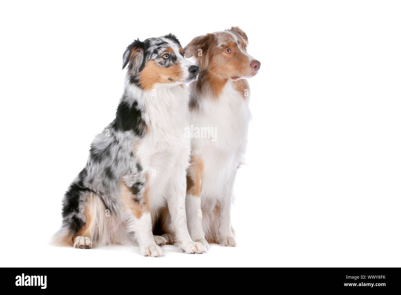 Two Australian Shepherd dogs in front of a white background Stock Photo ...