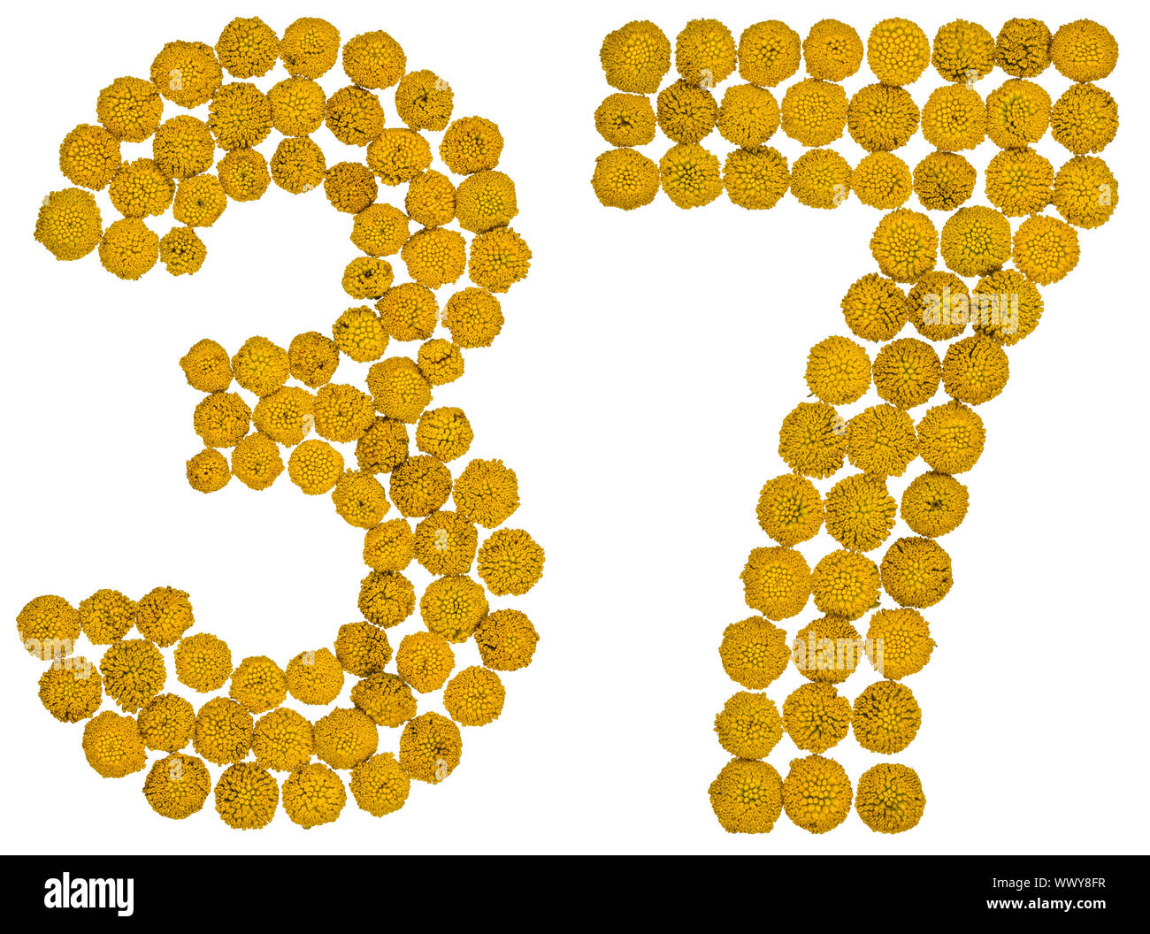 Arabic numeral 37, thirty seven, from yellow flowers of tansy, isolated ...