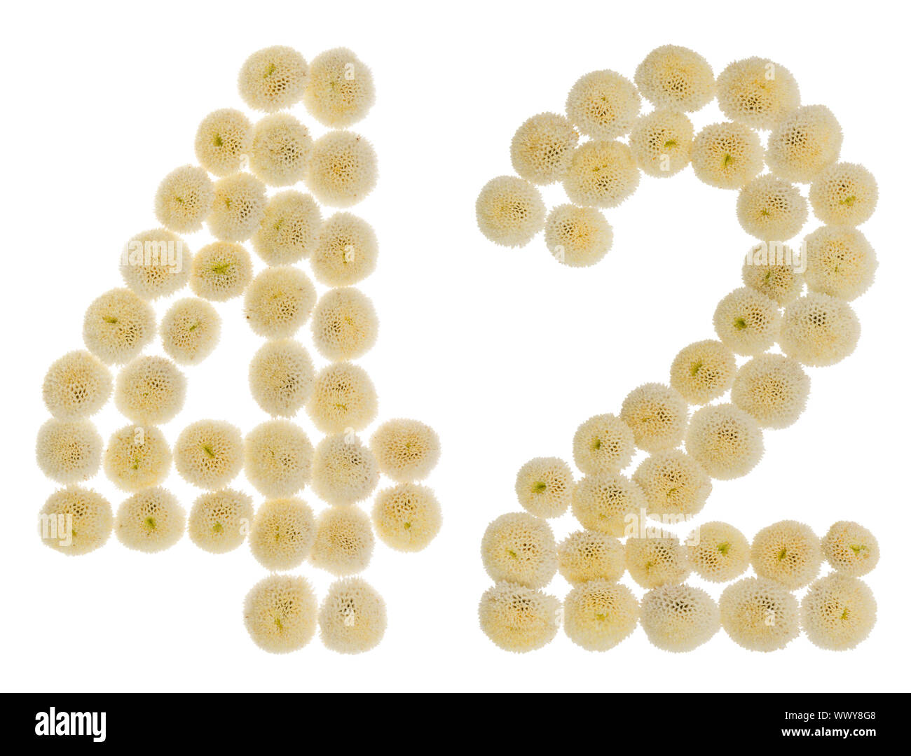 Arabic numeral 42, forty two, from cream flowers of chrysanthemum ... Arabic numeral 42, forty two, from cream flowers of chrysanthemum ...