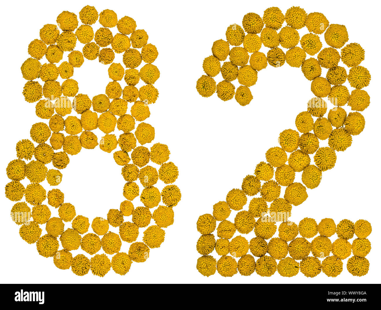 Arabic numeral 82, eighty two, from yellow flowers of tansy, isolated ...