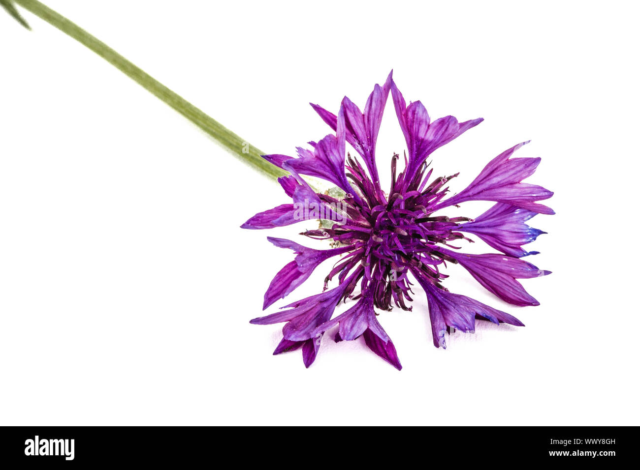 Violet flower of cornflower, lat. Centaurea, isolated on white ...