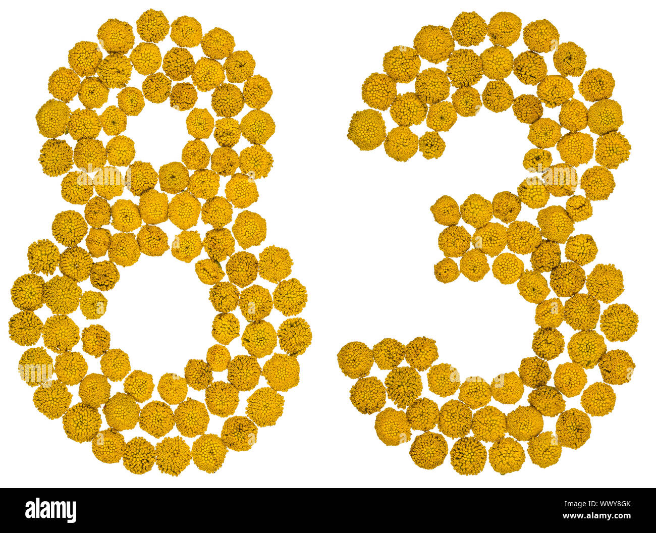 Arabic numeral 83, eighty three, from yellow flowers of tansy, isolated ...
