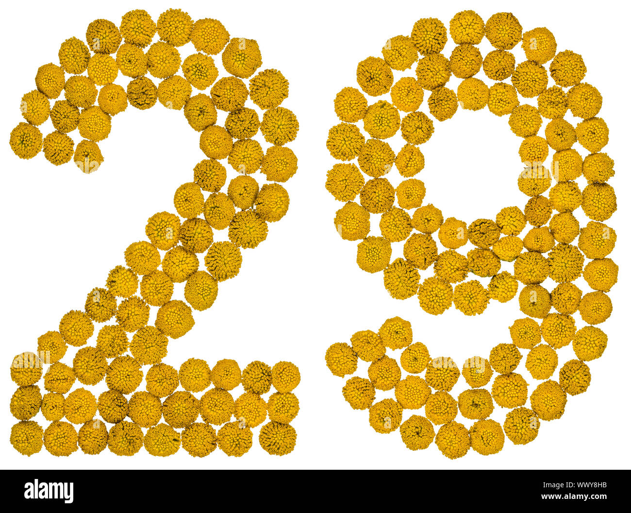 Arabic numeral 29, twenty nine, from yellow flowers of tansy, isolated ...