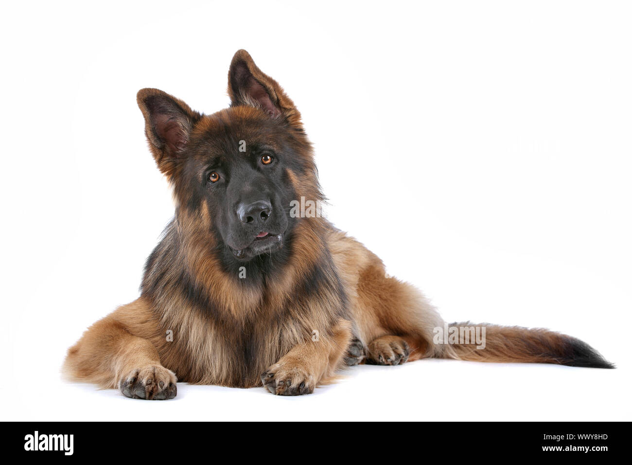 German Shepherd in front of a white background Stock Photo - Alamy