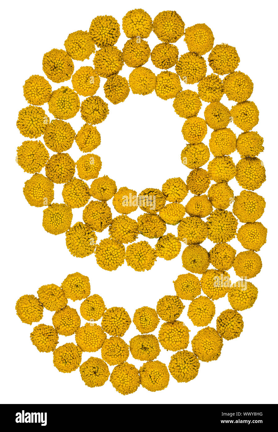 Arabic numeral 9, nine, from yellow flowers of tansy, isolated on white ...