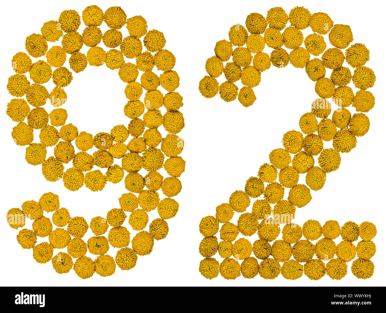 Arabic numeral 92, ninety two, from yellow flowers of tansy, isolated ...