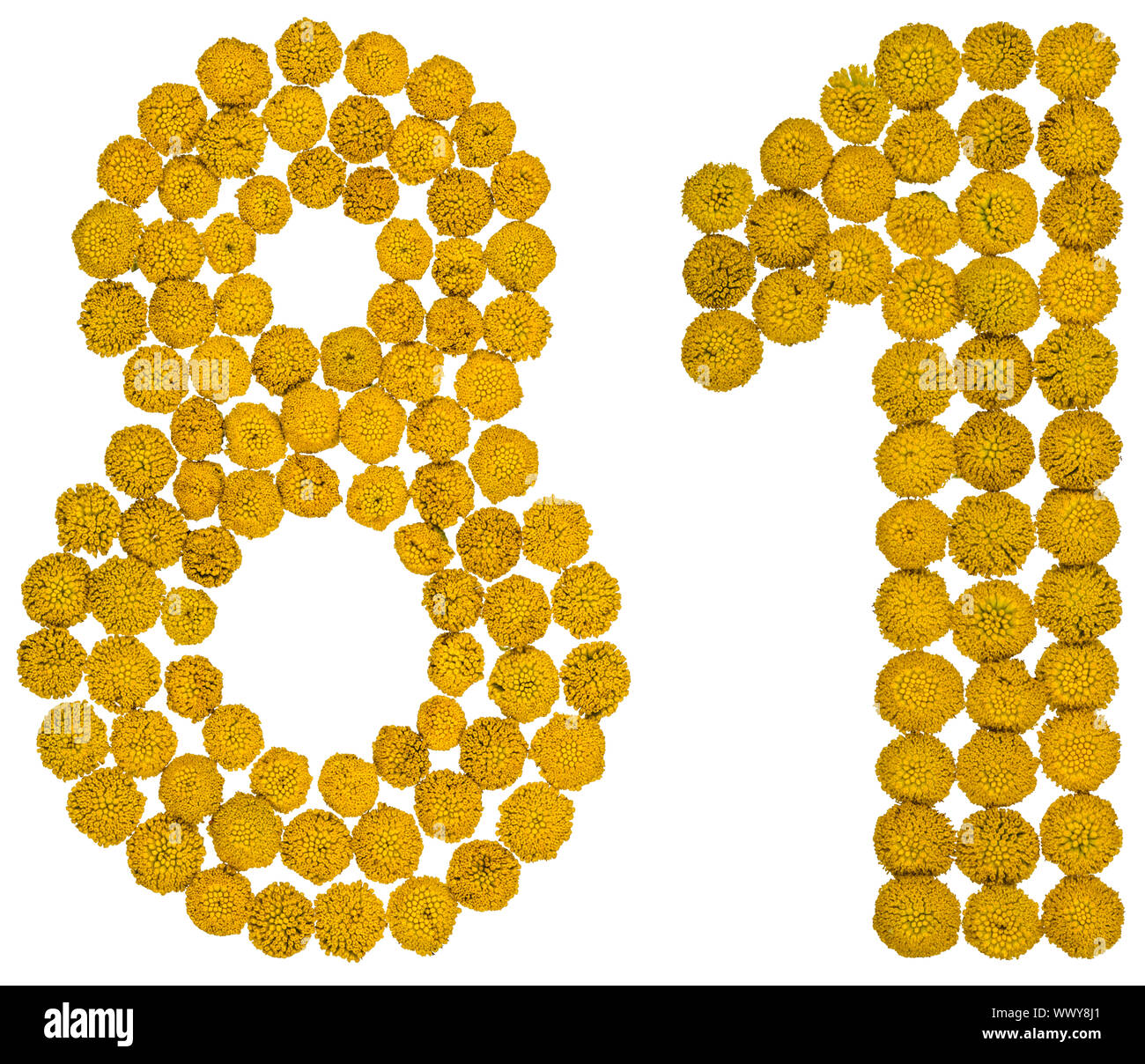 Arabic numeral 81, eighty one, from yellow flowers of tansy, isolated ...