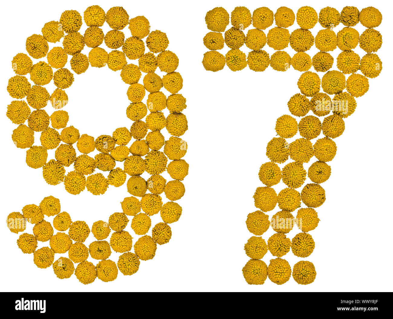 Arabic numeral 97, ninety seven, from yellow flowers of tansy, isolated ...