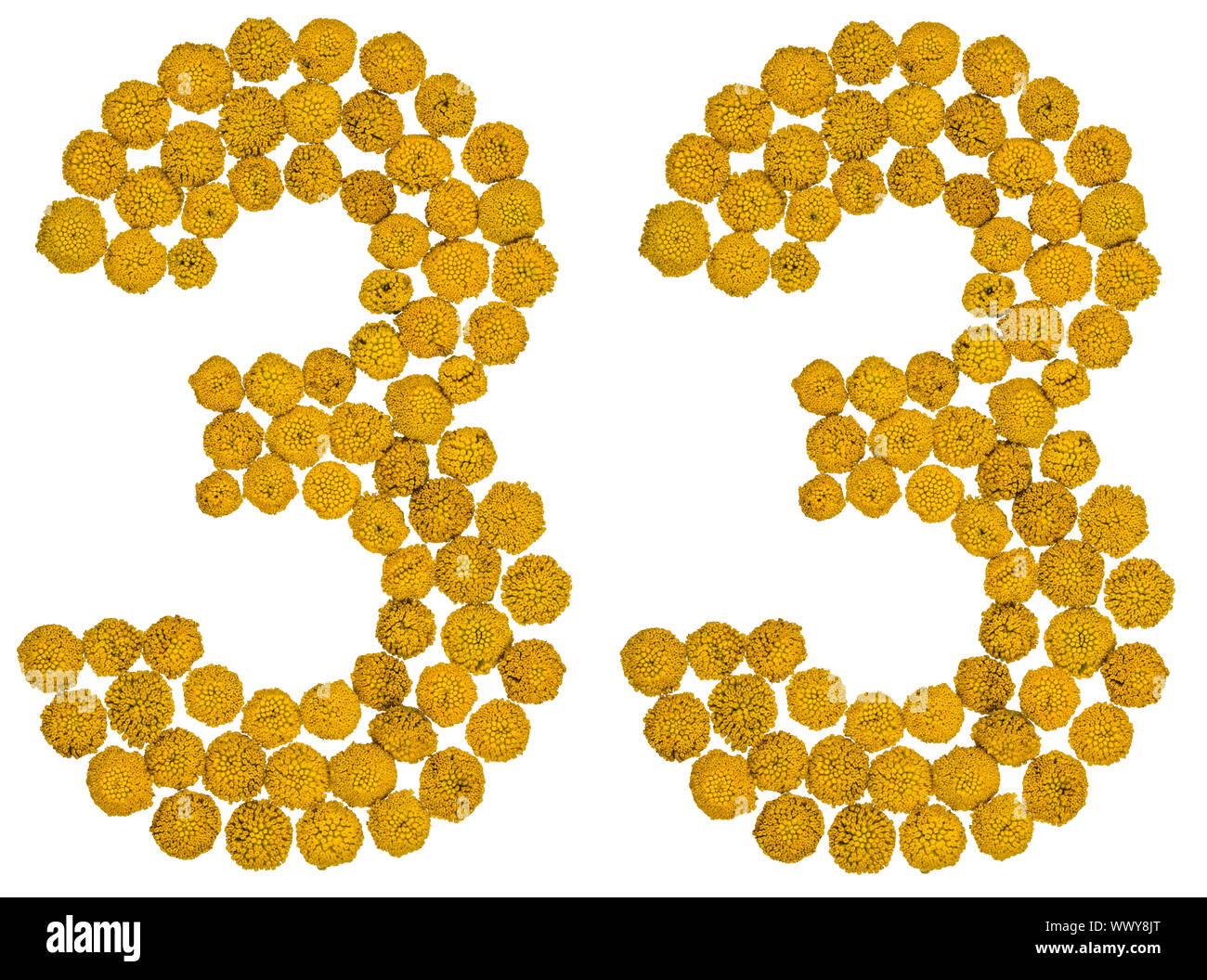 Arabic numeral 33, thirty three, from yellow flowers of tansy, isolated ...