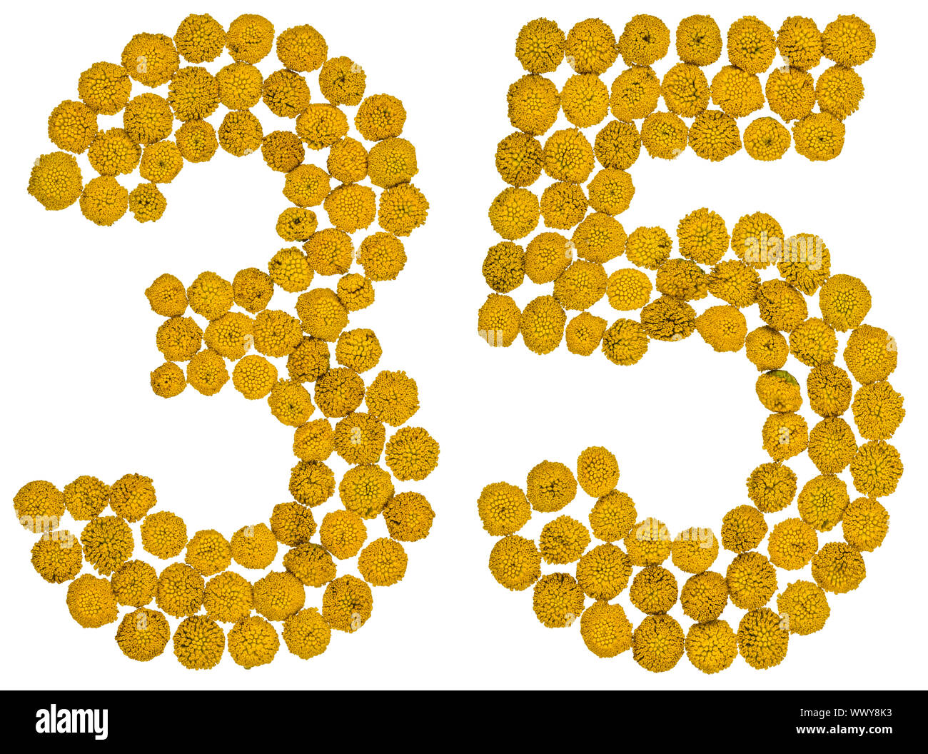 Arabic numeral 35, thirty five, from yellow flowers of tansy, isolated ...