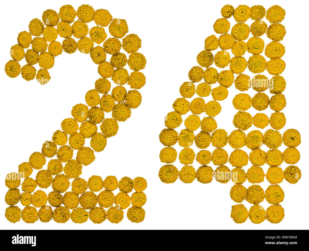 Arabic numeral 24, twenty four, from yellow flowers of tansy, isolated ...