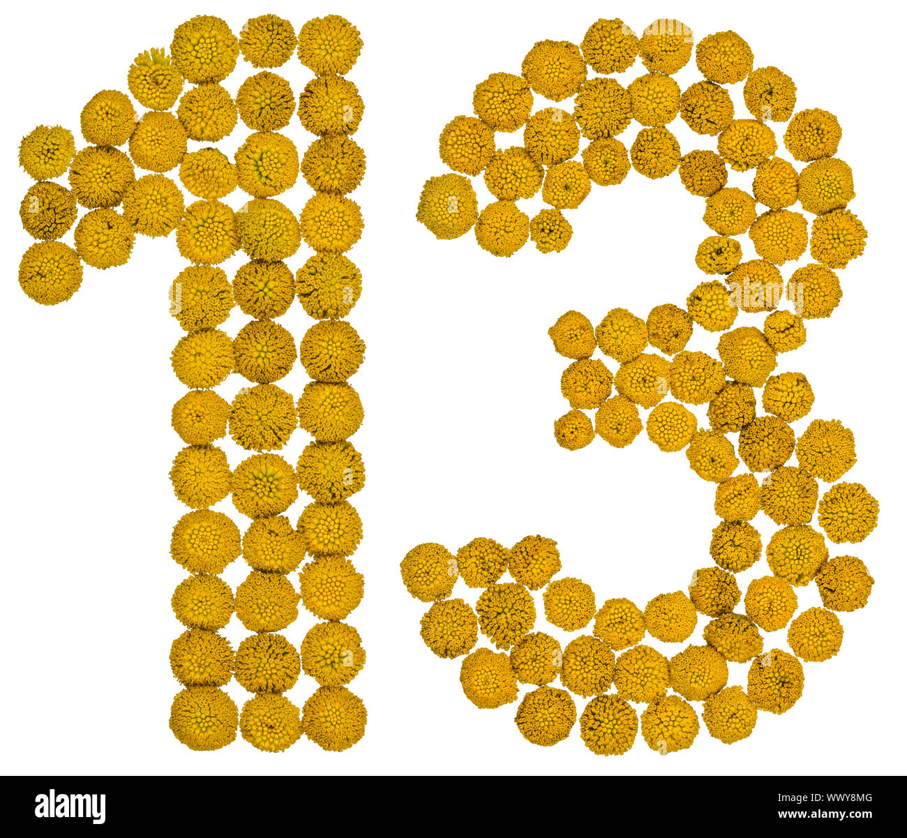 Arabic numeral 13, thirteen, from yellow flowers of tansy, isolated on ...