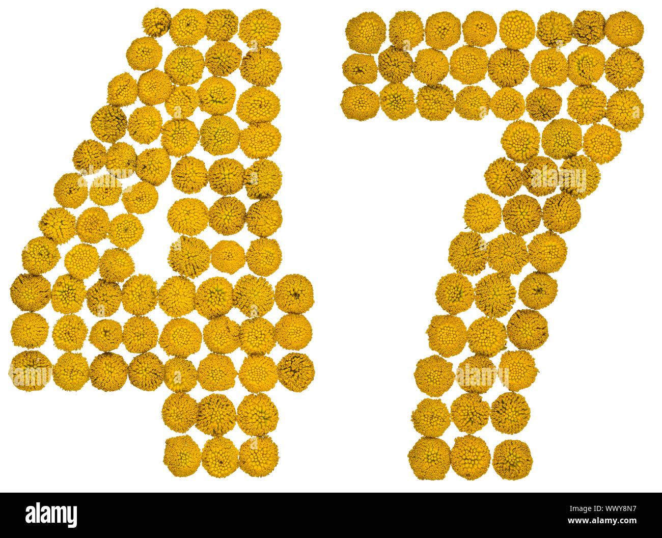 Arabic numeral 47, forty seven, from yellow flowers of tansy, isolated ...