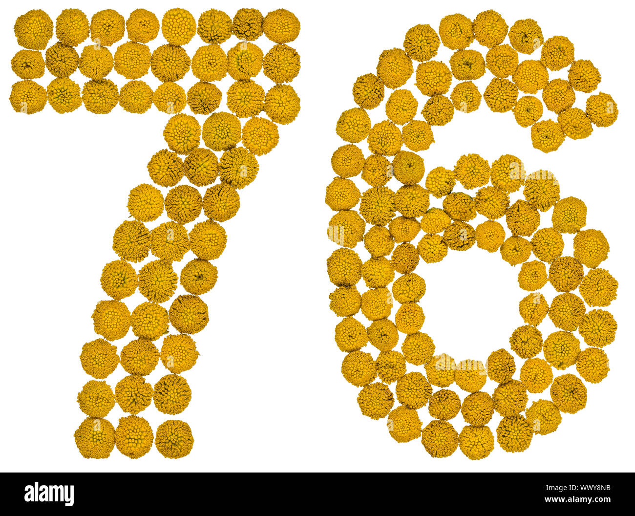 Arabic numeral 76, seventy six, from yellow flowers of tansy, isolated ...
