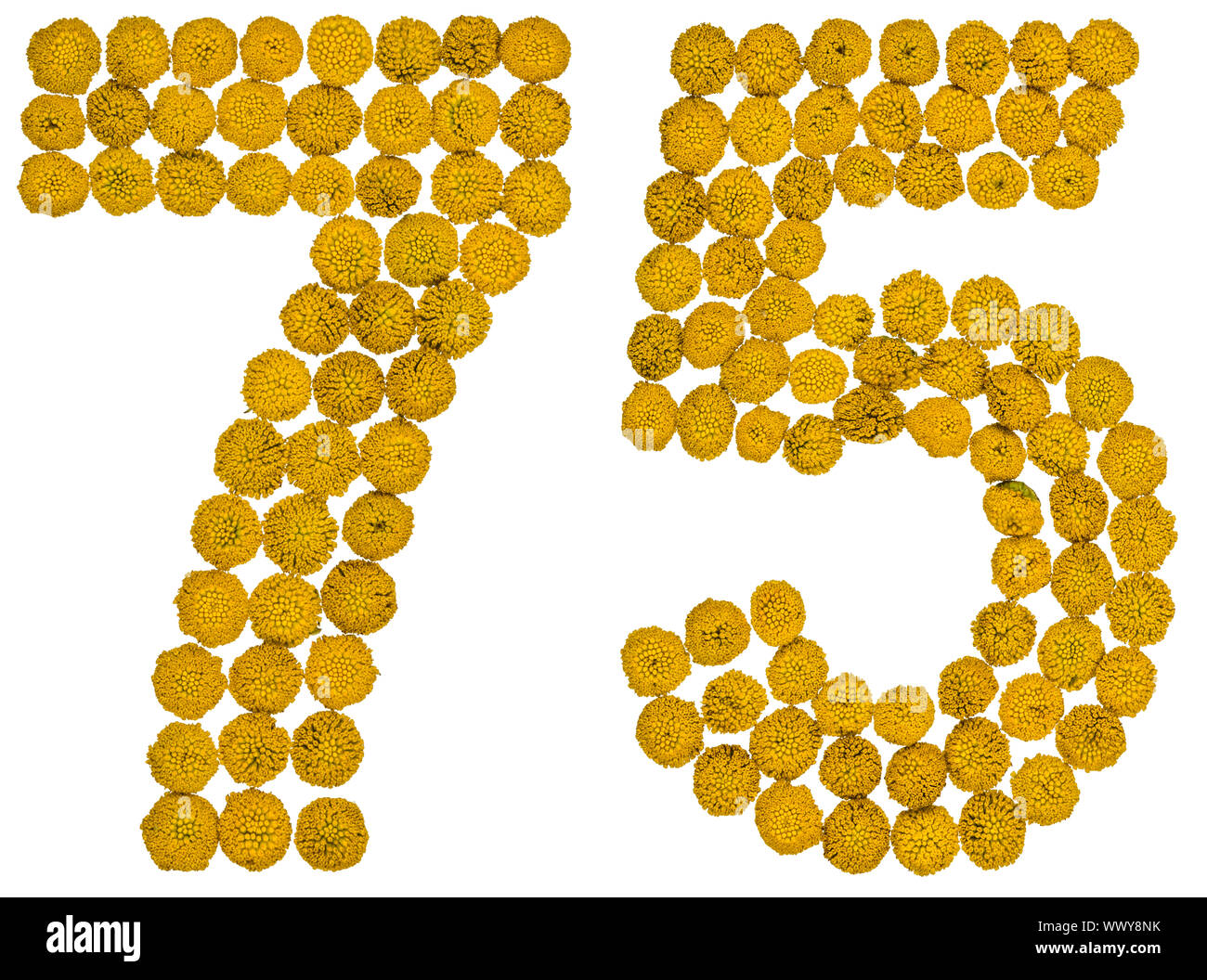 Arabic numeral 75, seventy five, from yellow flowers of tansy, isolated ...