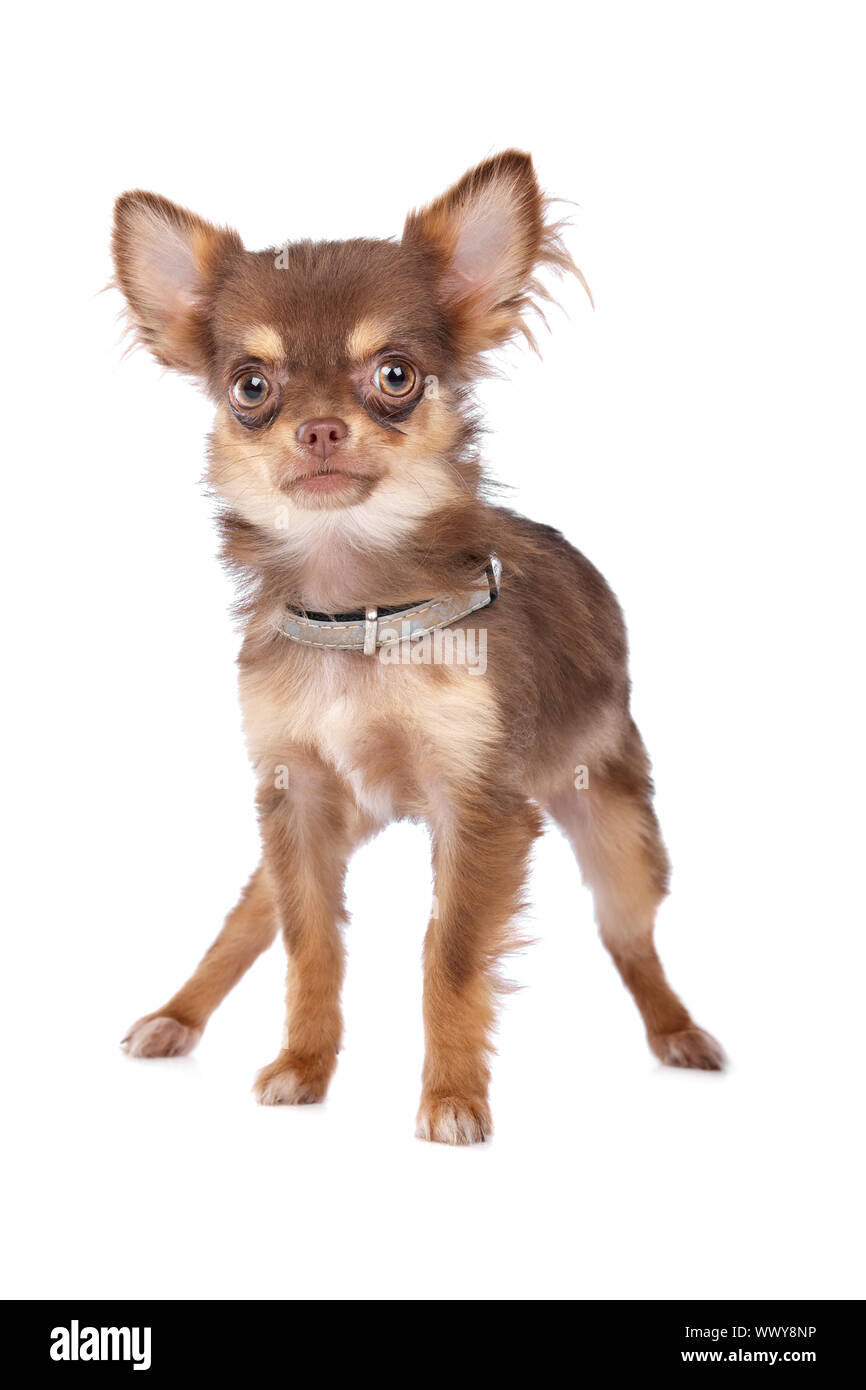 Chihuahua in front of a white background Stock Photo - Alamy