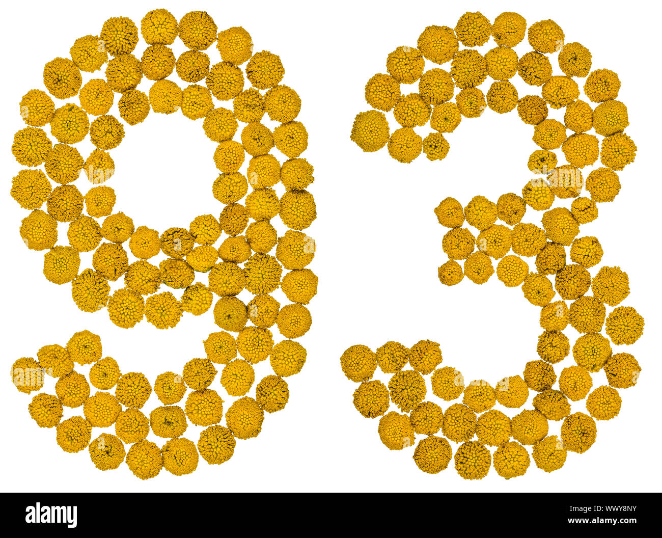 Arabic numeral 93, ninety three, from yellow flowers of tansy, isolated ...