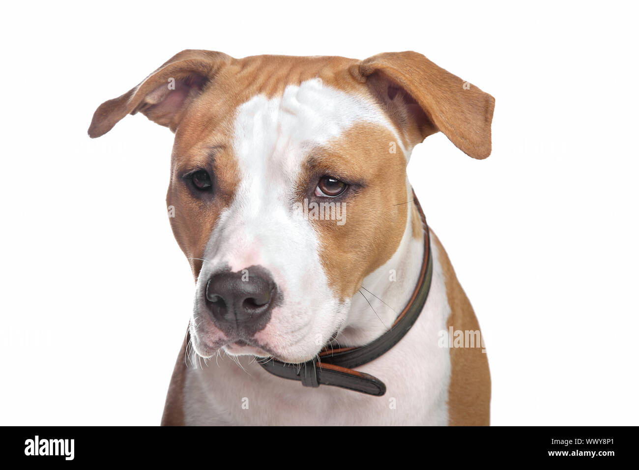 American Staffordshire Terrier in front of a white background Stock ...