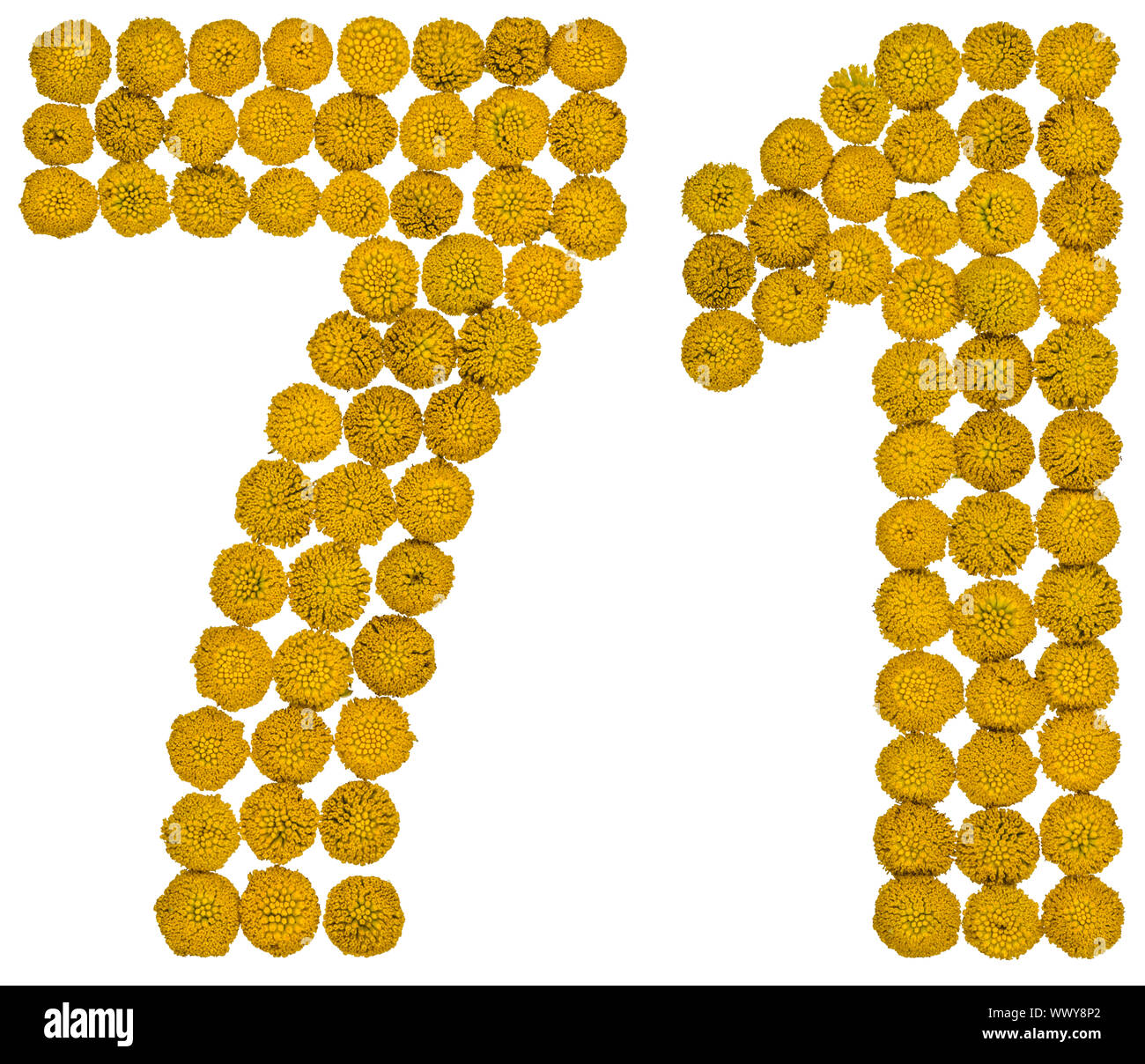 Arabic numeral 71, seventy one, from yellow flowers of tansy, isolated ...
