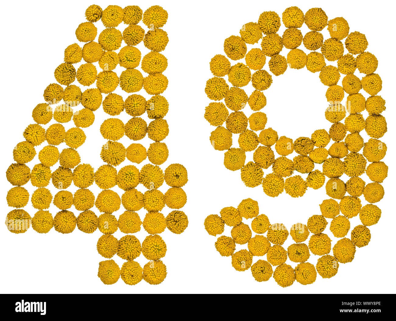 Arabic numeral 49, forty nine, from yellow flowers of tansy, isolated ...