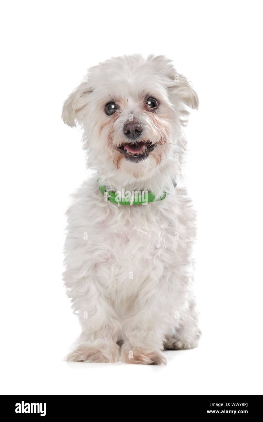 Mixed breed boomer hi-res stock photography and images - Alamy