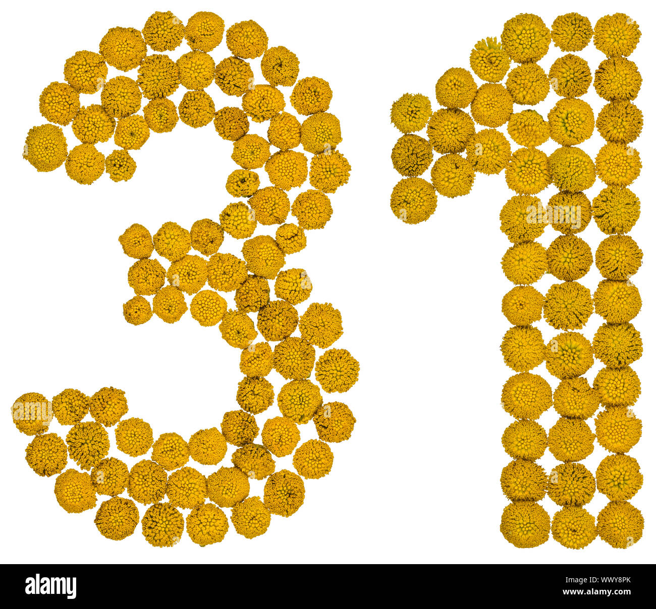 Arabic numeral 31, thirty one, from yellow flowers of tansy, isolated ...