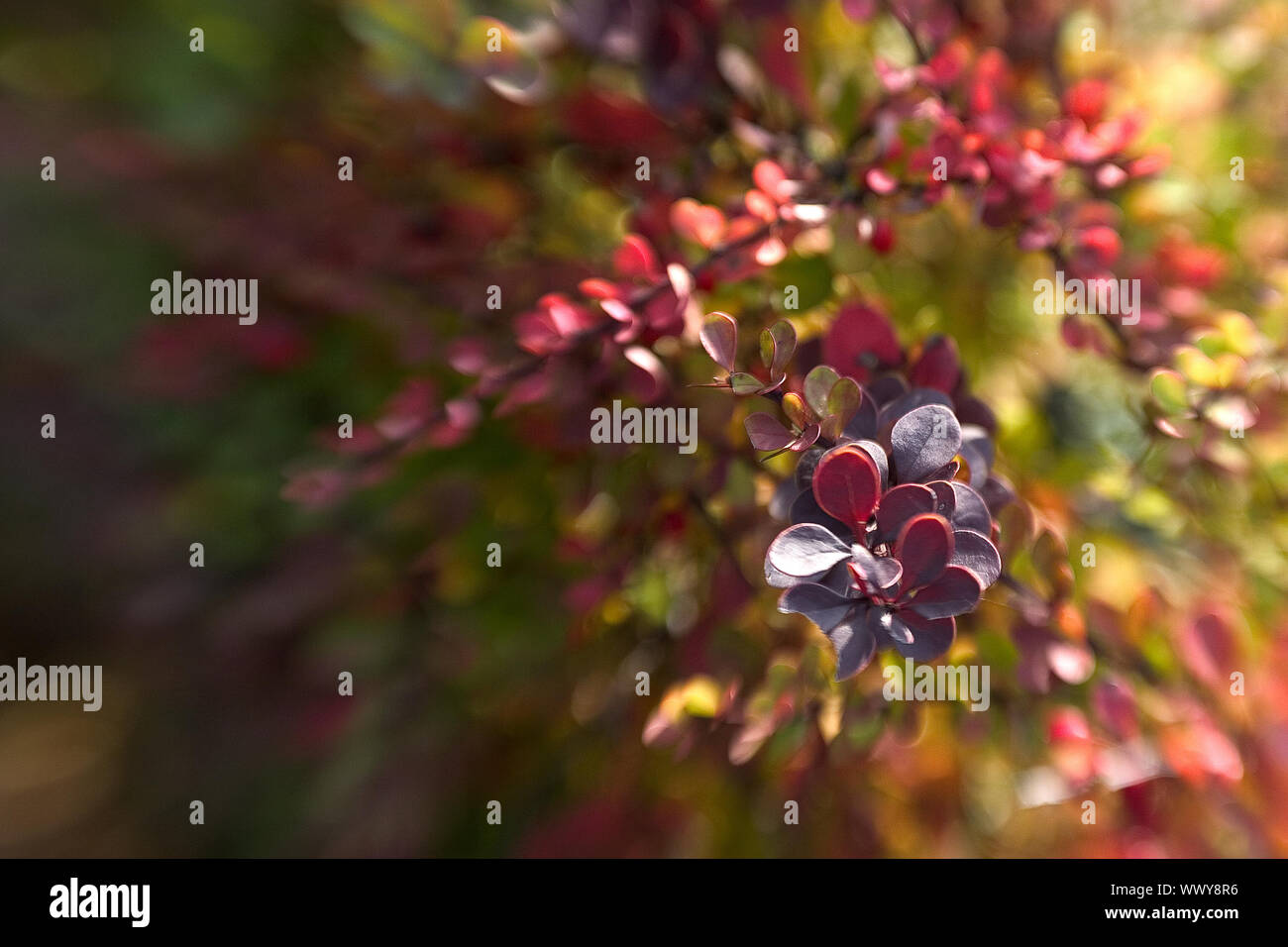 Lensbaby effect hi-res stock photography and images - Alamy