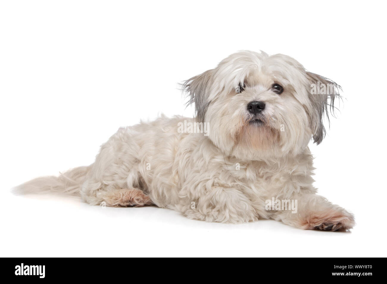 mixed breed boomer dog in front of a white background Stock Photo - Alamy