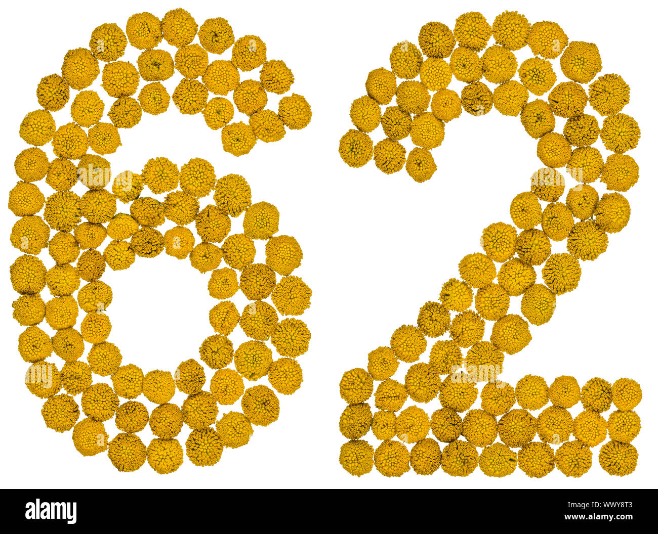 Arabic numeral 62, sixty two, from yellow flowers of tansy, isolated on ...