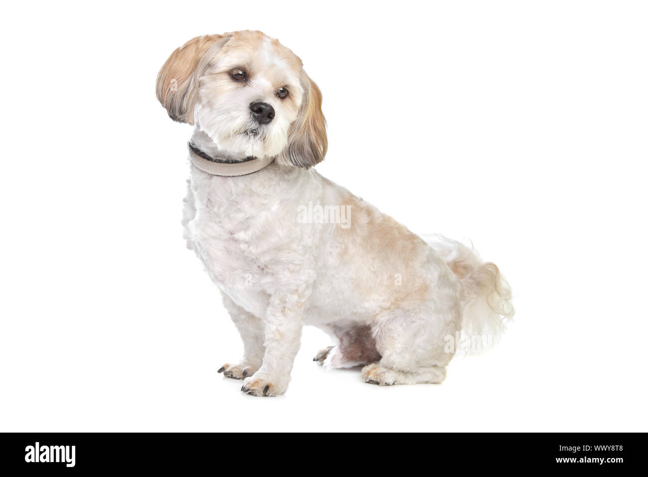 boomer dog in front of a white background Stock Photo - Alamy