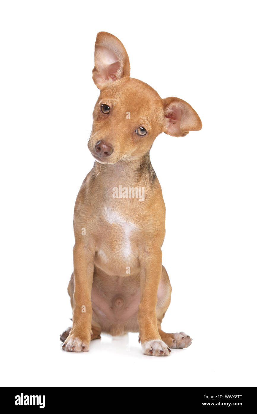 mixed breed chihuahua and miniature Pincher dog in front of a white ...