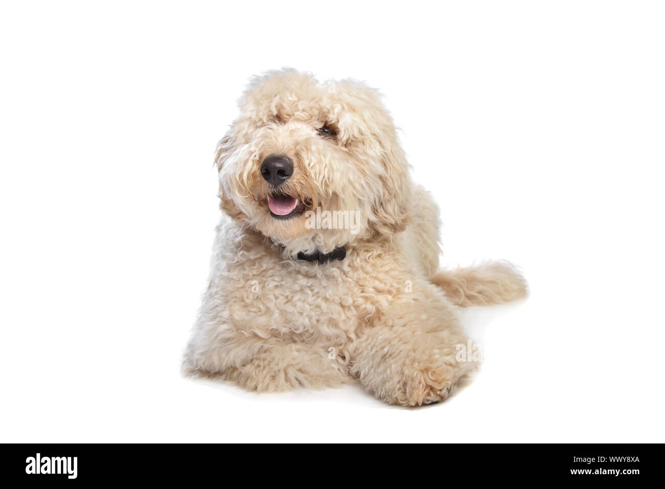 Australian Labradoodle in front of a white background Stock Photo - Alamy