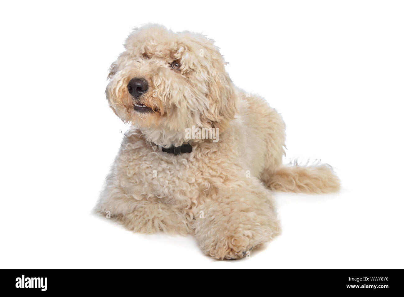 Australian Labradoodle in front of a white background Stock Photo - Alamy
