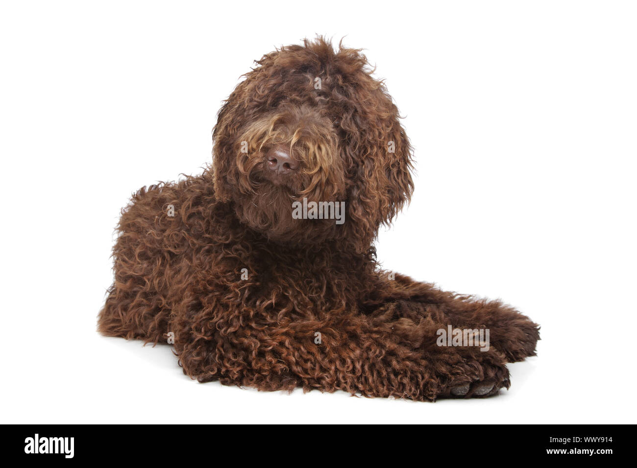 Brown labradoodle in front hi-res stock photography and images - Alamy