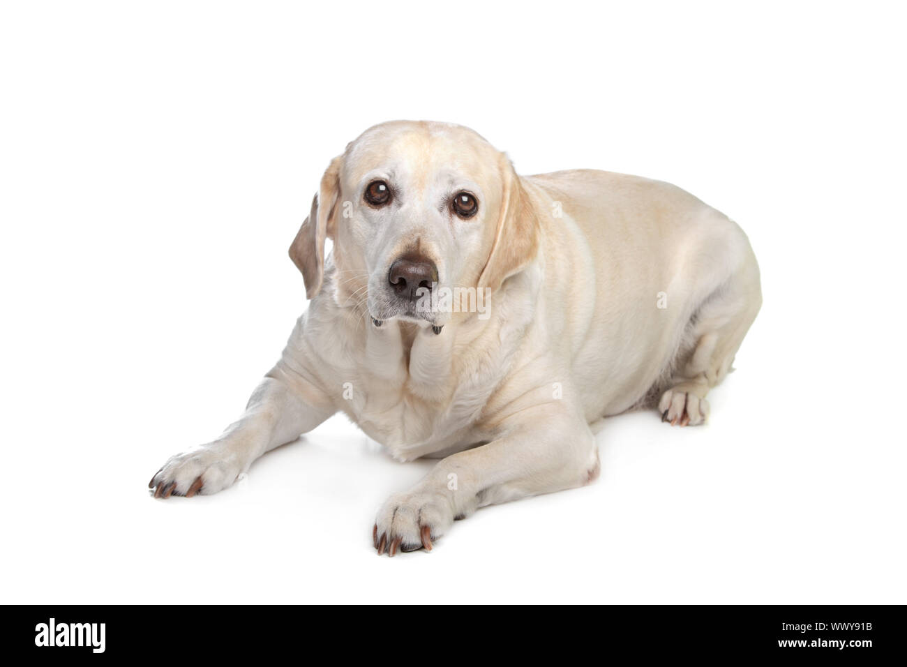 scared labrador dog in front of a white background Stock Photo - Alamy