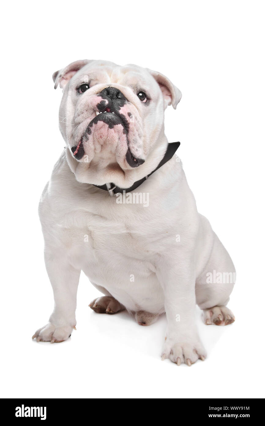 English Bulldog in front of a white background Stock Photo - Alamy