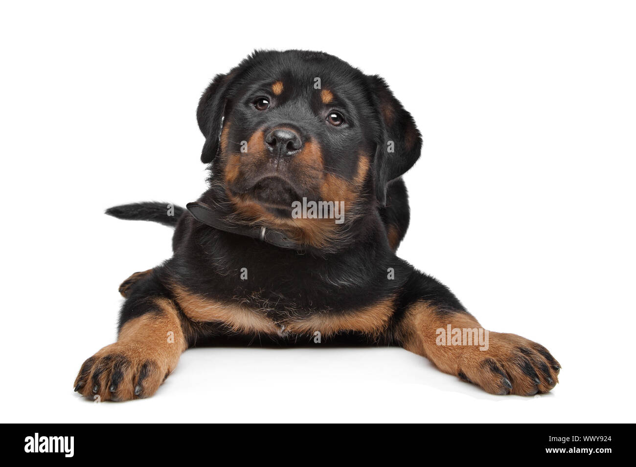 rottweiler puppy in front of a white background Stock Photo - Alamy