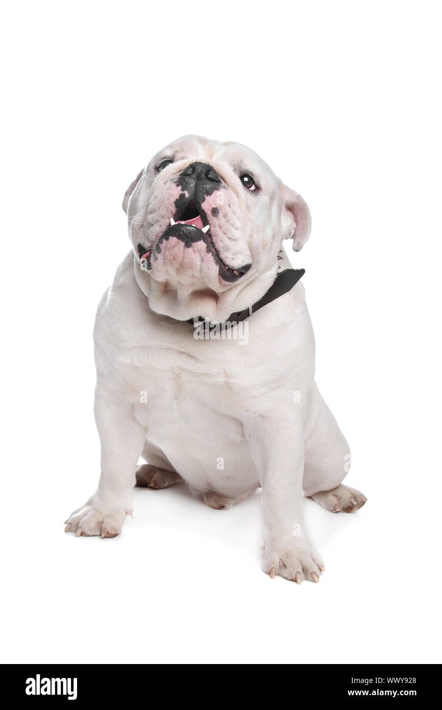 English Bulldog in front of a white background Stock Photo - Alamy
