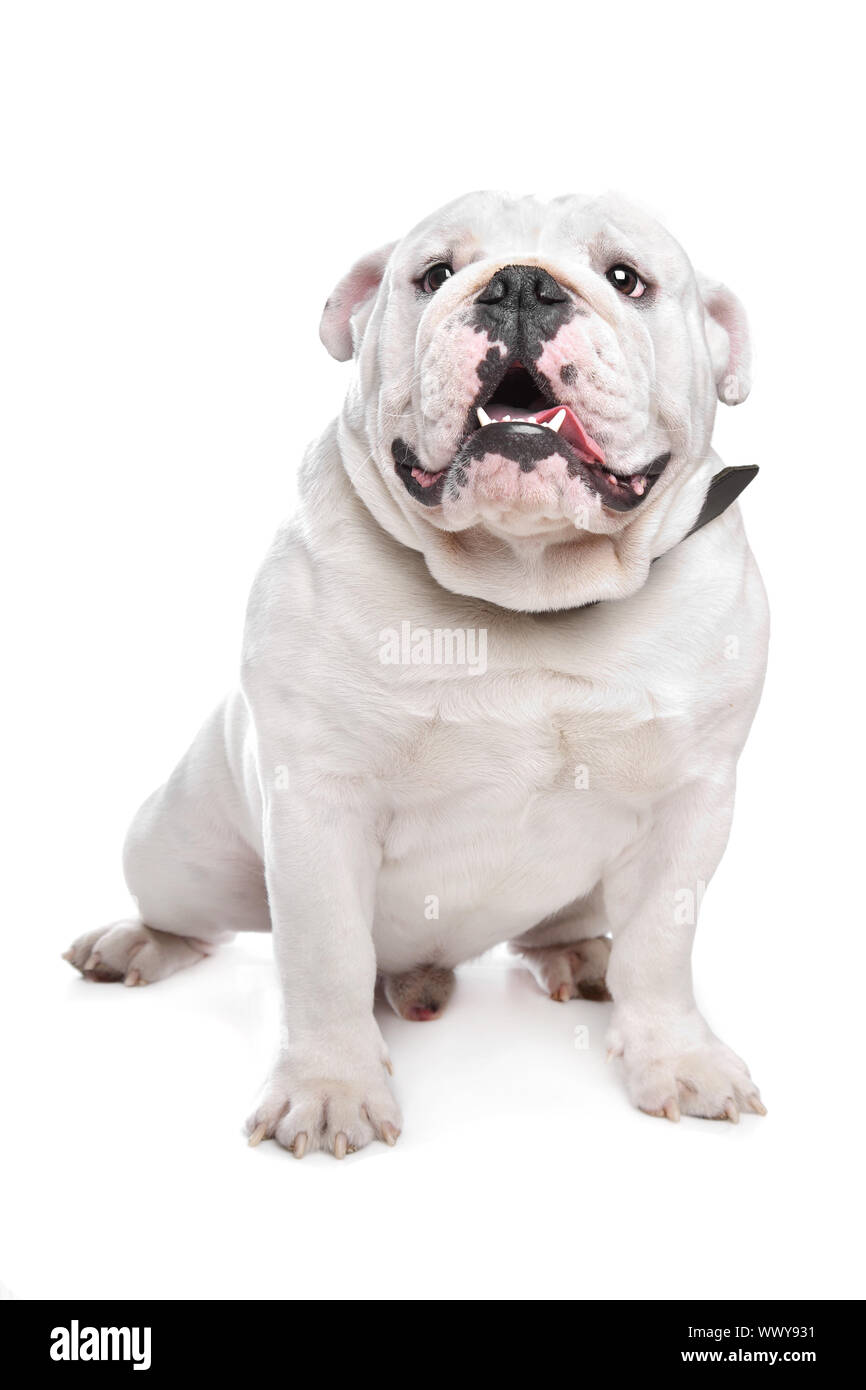 English Bulldog in front of a white background Stock Photo - Alamy